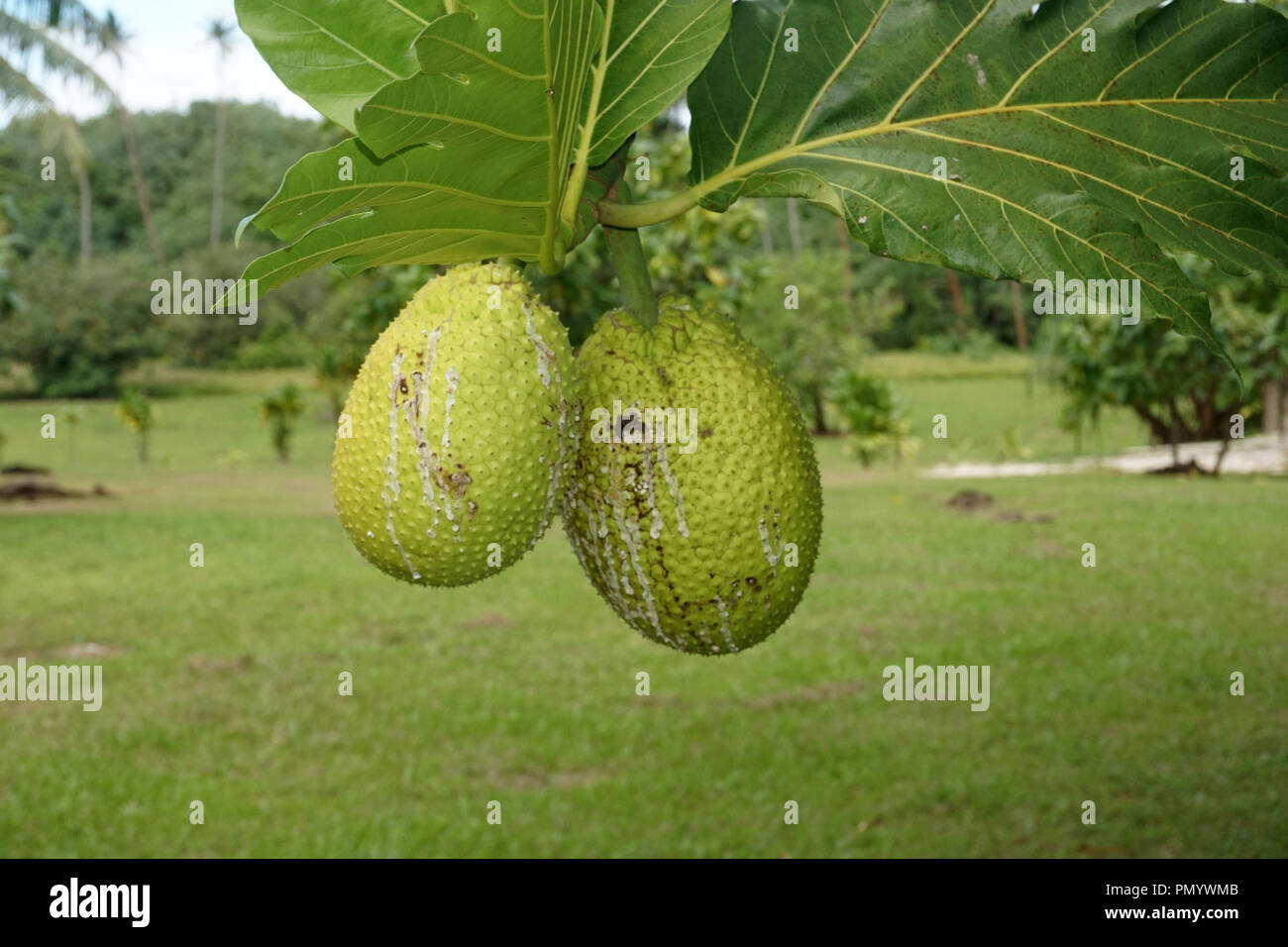 bread tree fruit in french polynesia Stock Photo - Alamy