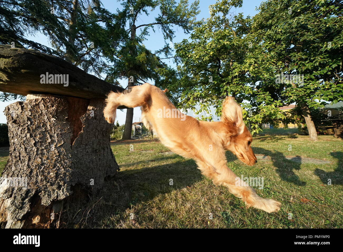 puppy dog cocker spaniel jumping on green grass background Stock Photo ...