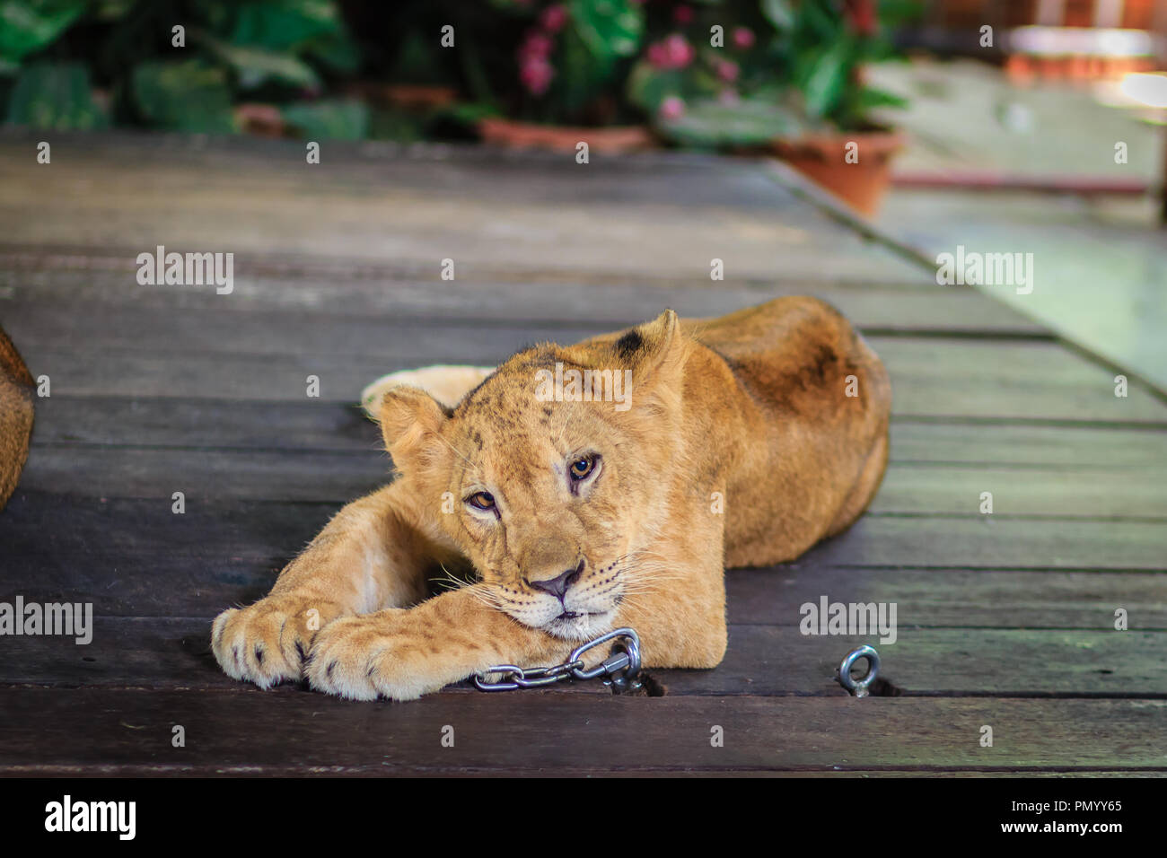 Chained lion hi-res stock photography and images - Alamy