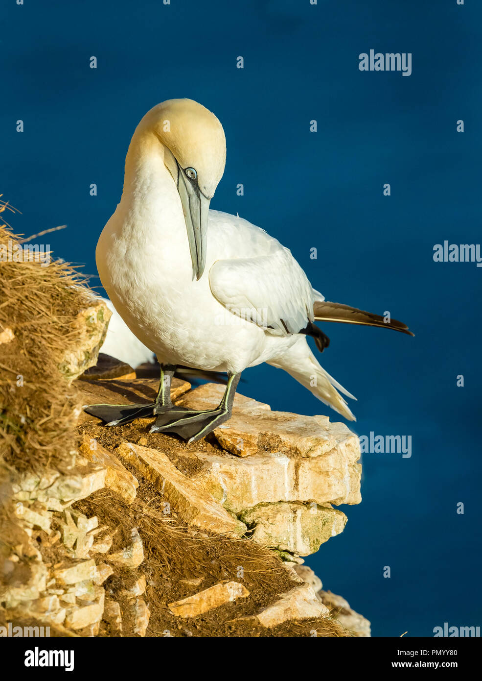Northern gannet yorkshire hi-res stock photography and images - Alamy
