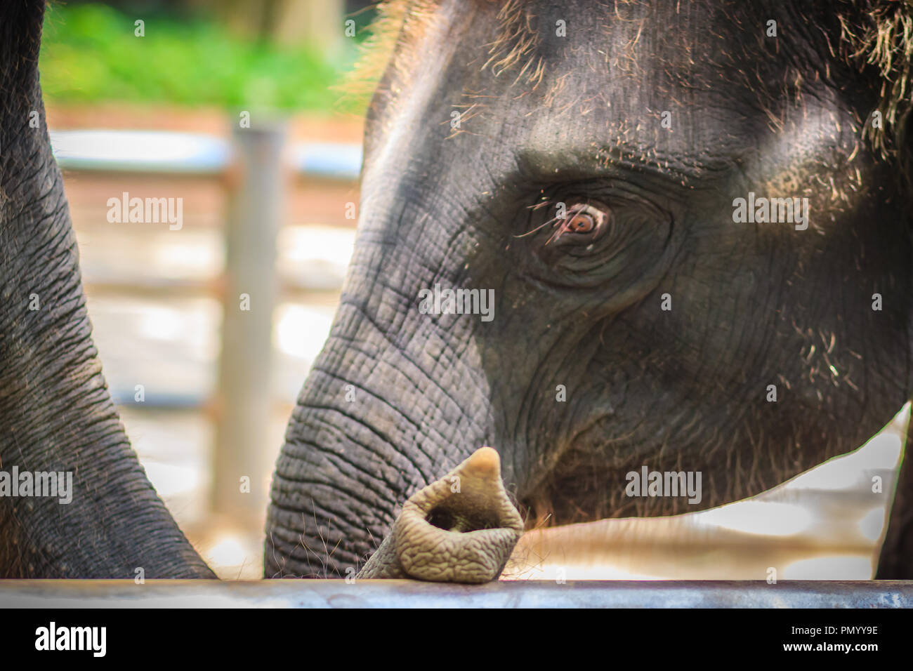 Mourn elephant hi-res stock photography and images - Alamy