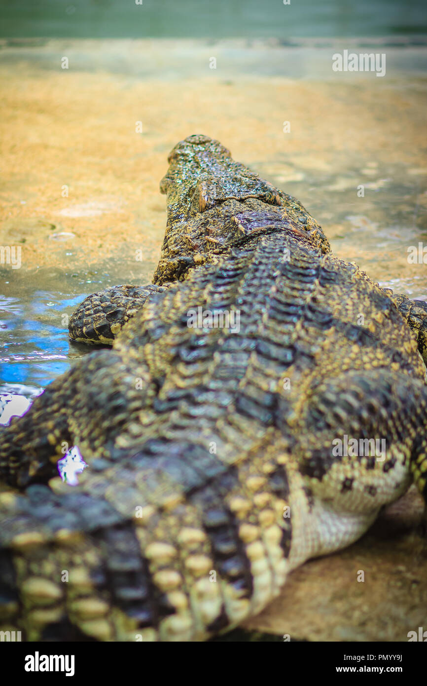 Scared crocodile hi-res stock photography and images - Alamy