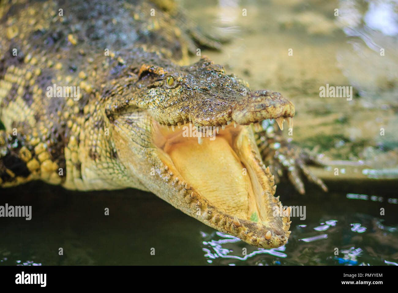 Crocodile open jaws ready to strike Stock Photo - Alamy