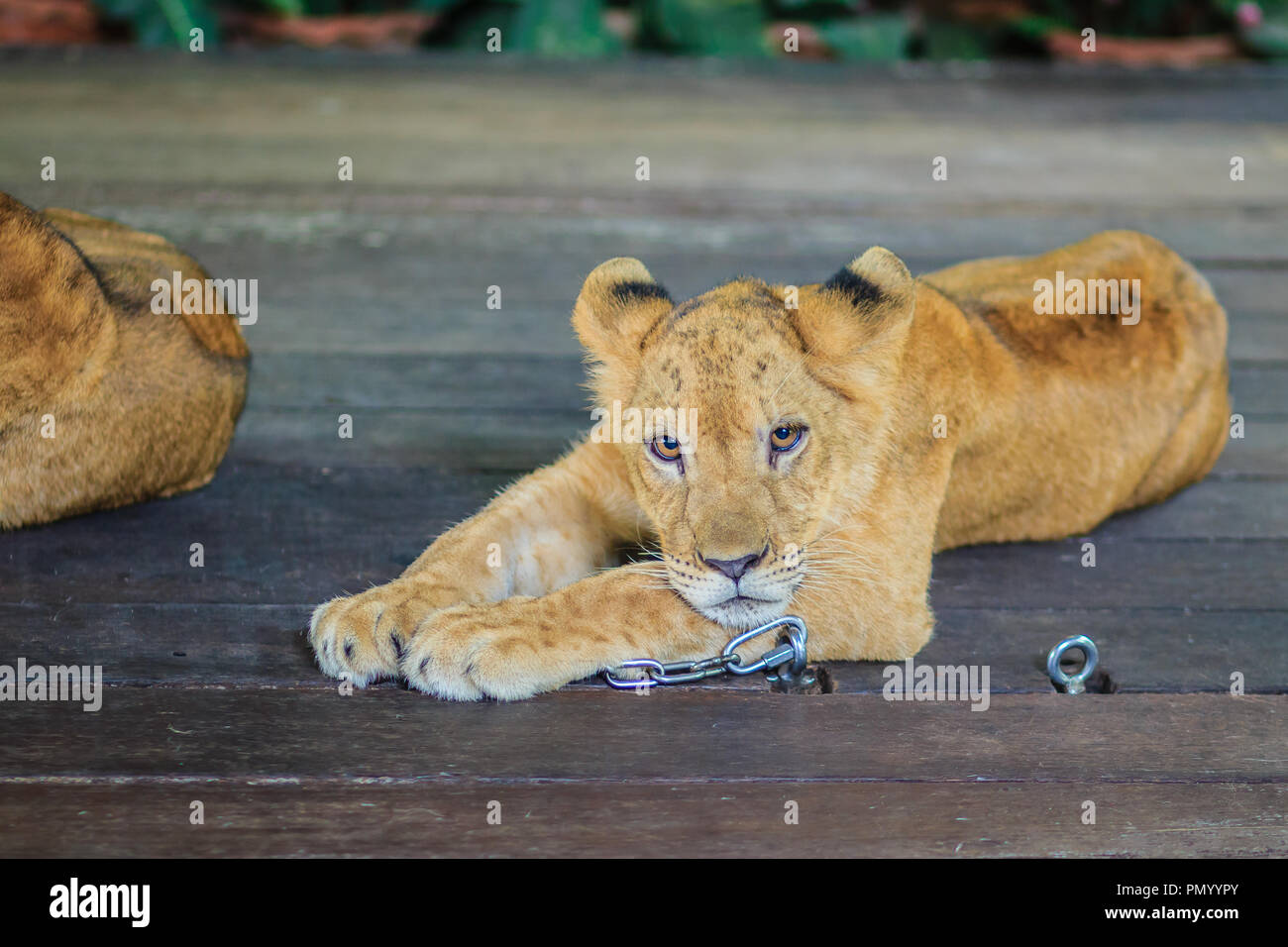 Circus Lion Head High Resolution Stock Photography and Images - Alamy