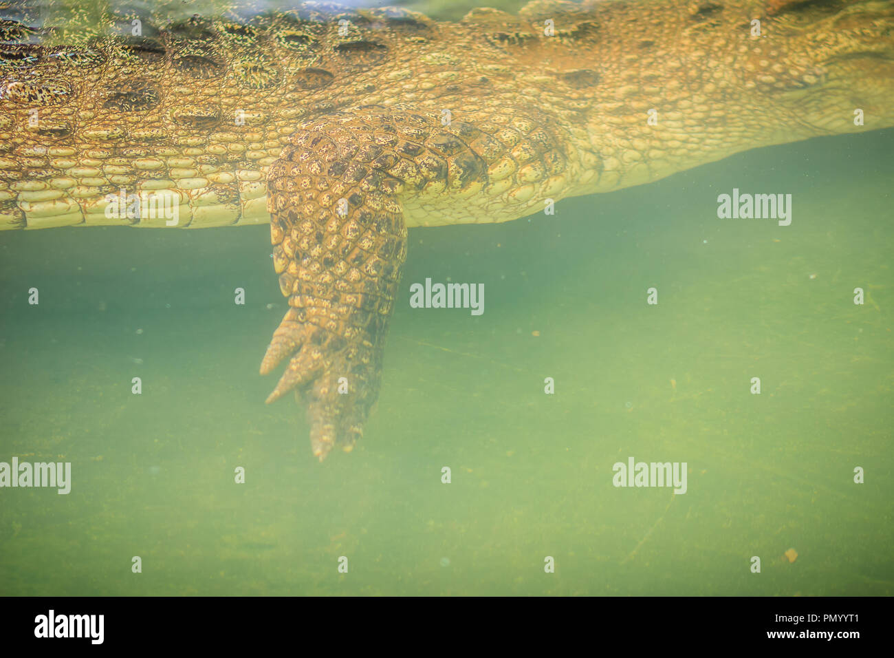 Crocodile Leg High Resolution Stock Photography and Images - Alamy