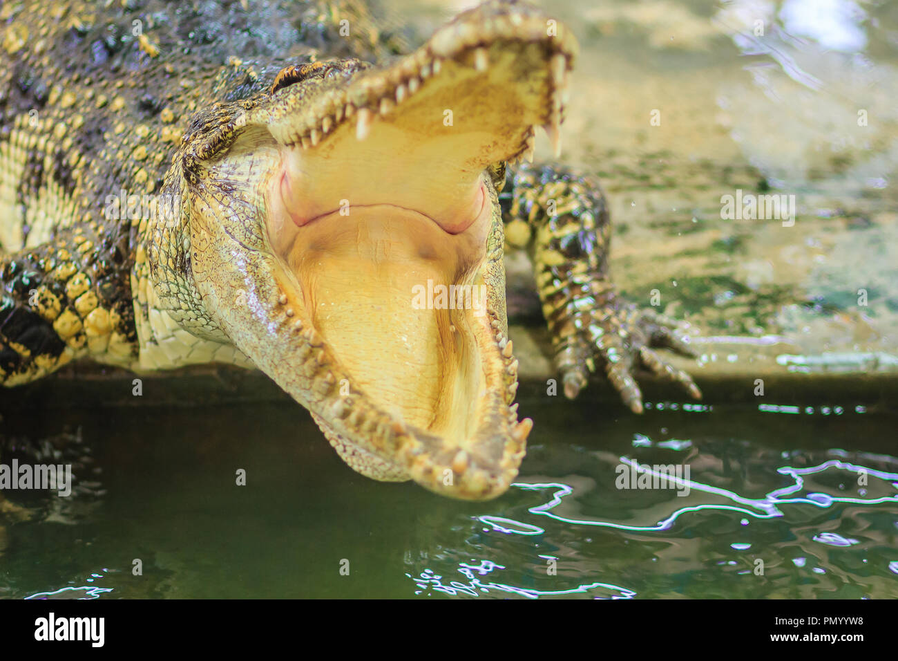Crocodile open jaws ready to strike Stock Photo - Alamy