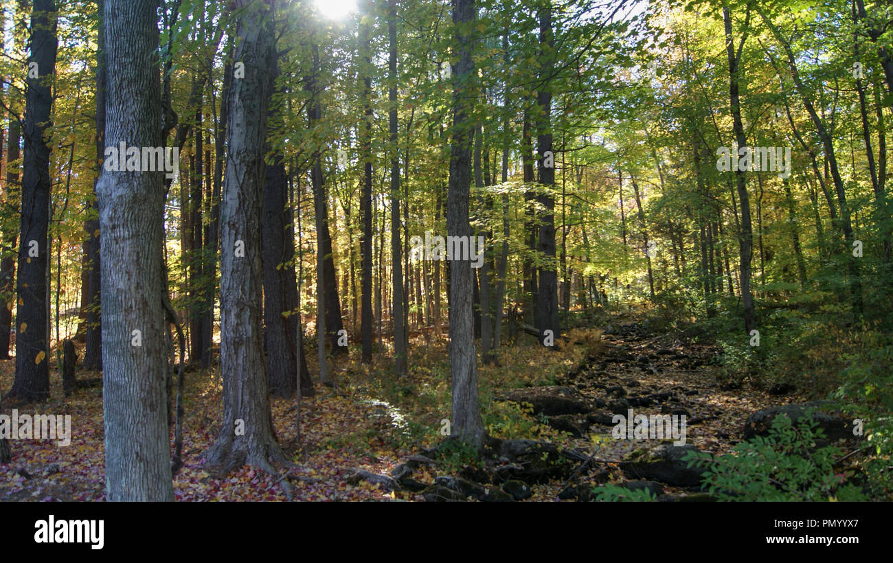 Small river crossing trough the wild forest during the beginning of the ...