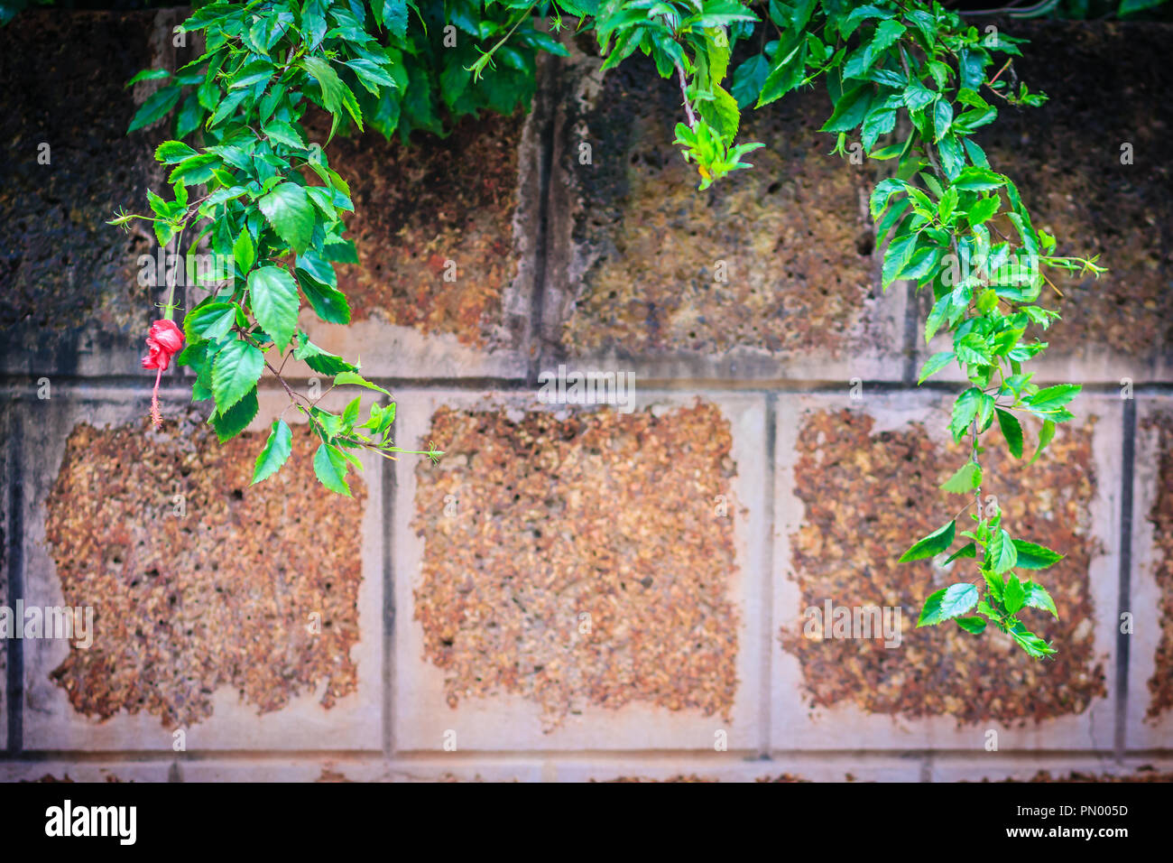 Old red laterite wall with natural green leaves frame. Green floral ...