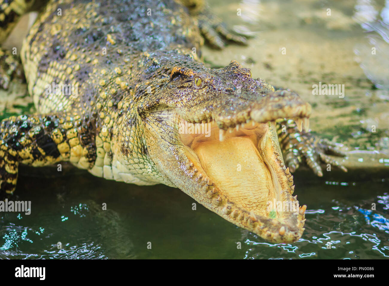 Crocodile open jaws ready to strike Stock Photo - Alamy