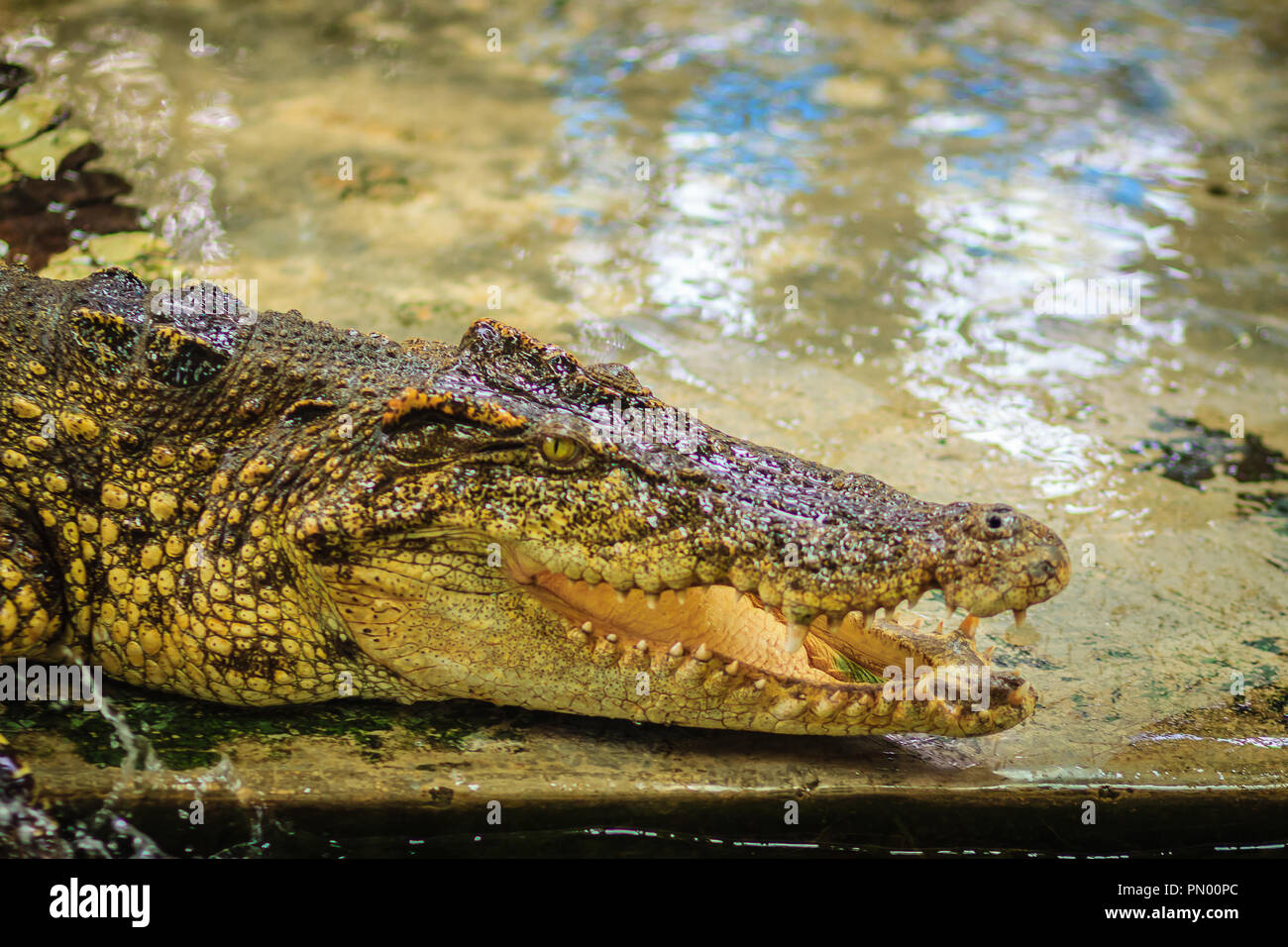 Crocodile open jaws ready to strike Stock Photo - Alamy