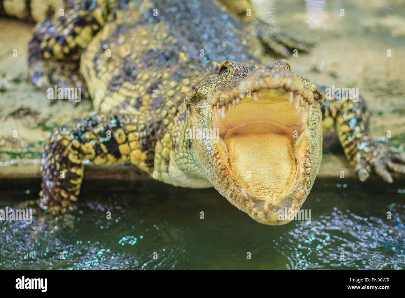Crocodile open jaws ready to strike Stock Photo - Alamy