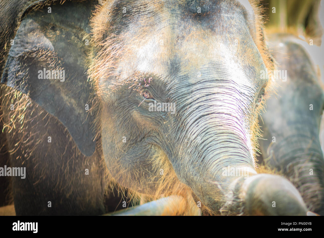 Mourn elephant hi-res stock photography and images - Alamy