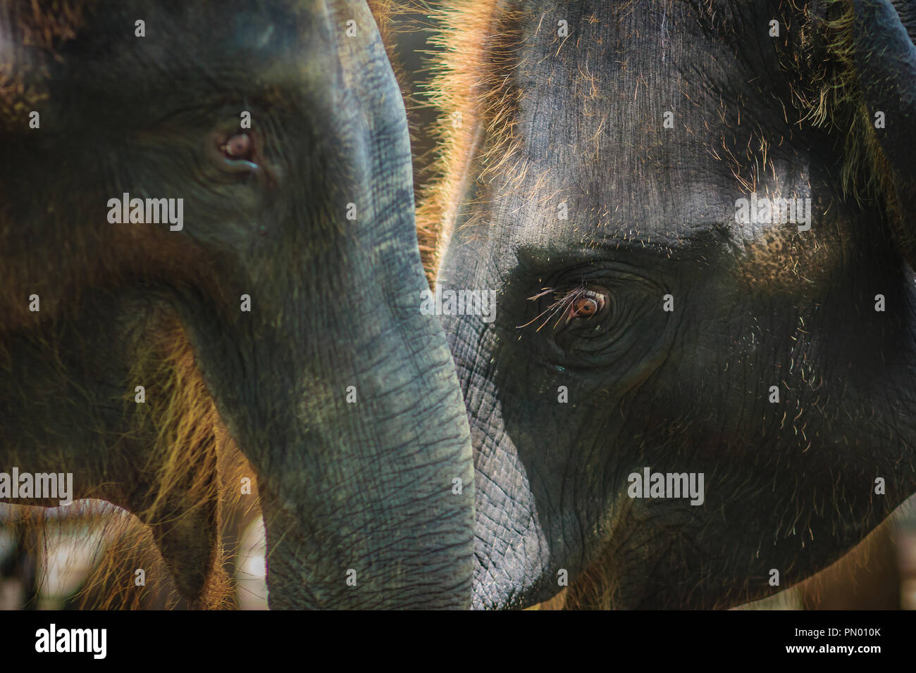 Old and skinny elephant is chained and look very pitiful Stock Photo ...