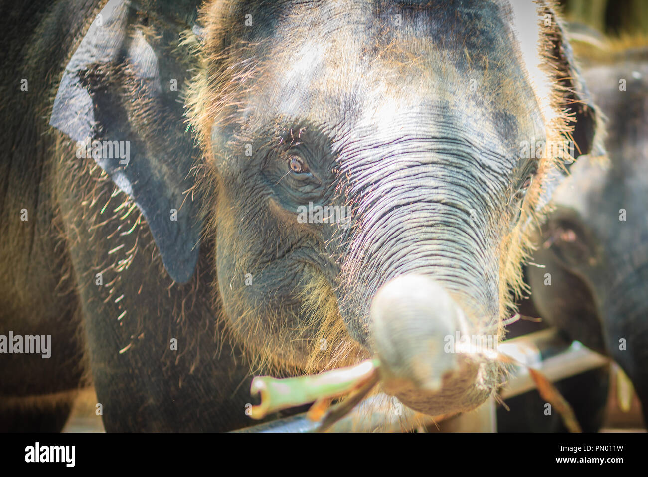 Young elephant is chained and it eye with tears look so pitiful Stock ...