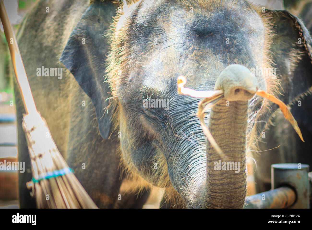Young elephant is chained and it eye with tears look so pitiful Stock ...