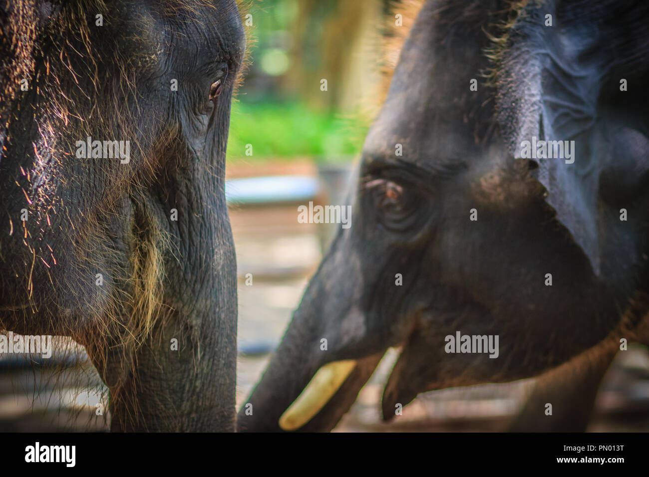 Old and skinny elephant is chained and look very pitiful Stock Photo ...