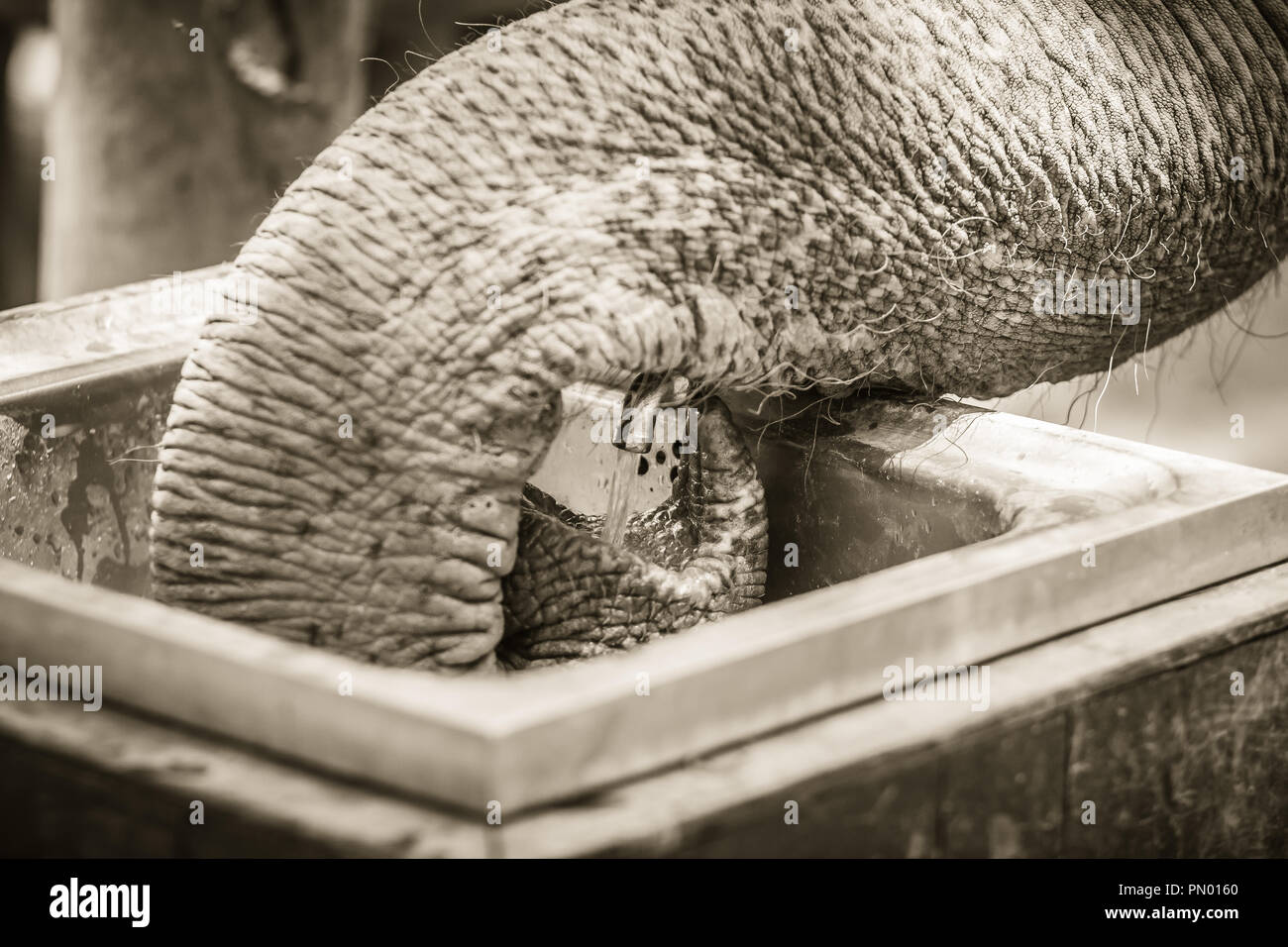 Elephant spraying water from trunk hi-res stock photography and images ...