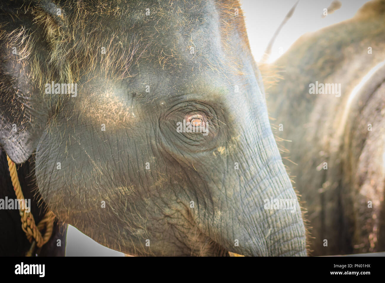 Old and skinny elephant is chained and look very pitiful Stock Photo ...