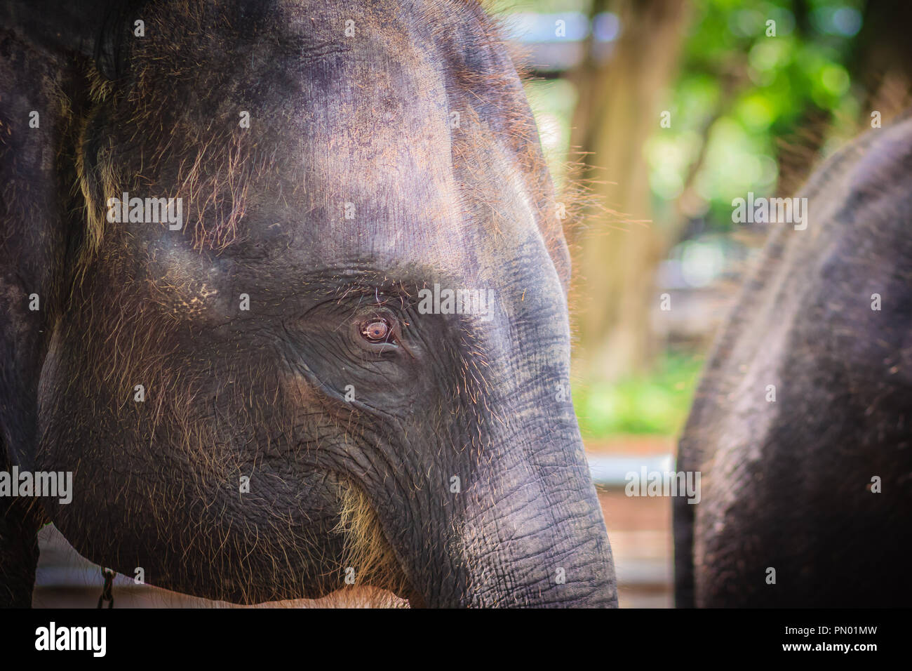 Old and skinny elephant is chained and look very pitiful Stock Photo ...