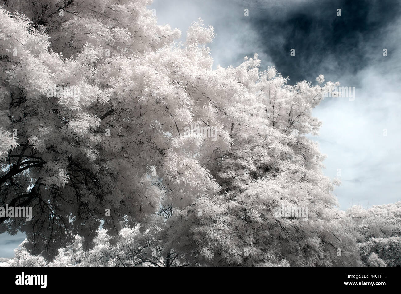 Infrares trees and leaves against a beautiful blue sky with clouds ...
