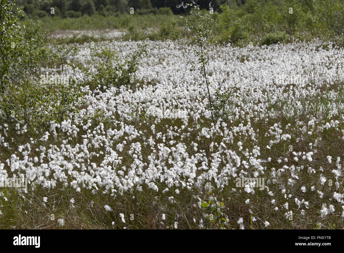Common cottongrass, Eriophorum angustifolium, and Sphagnum bog Crowle ...