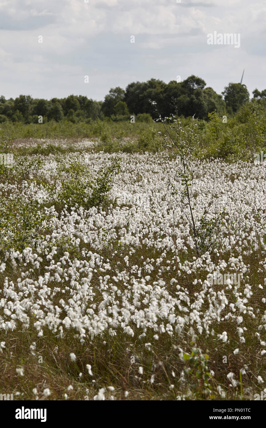 Common cottongrass, Eriophorum angustifolium, and Sphagnum bog Crowle ...