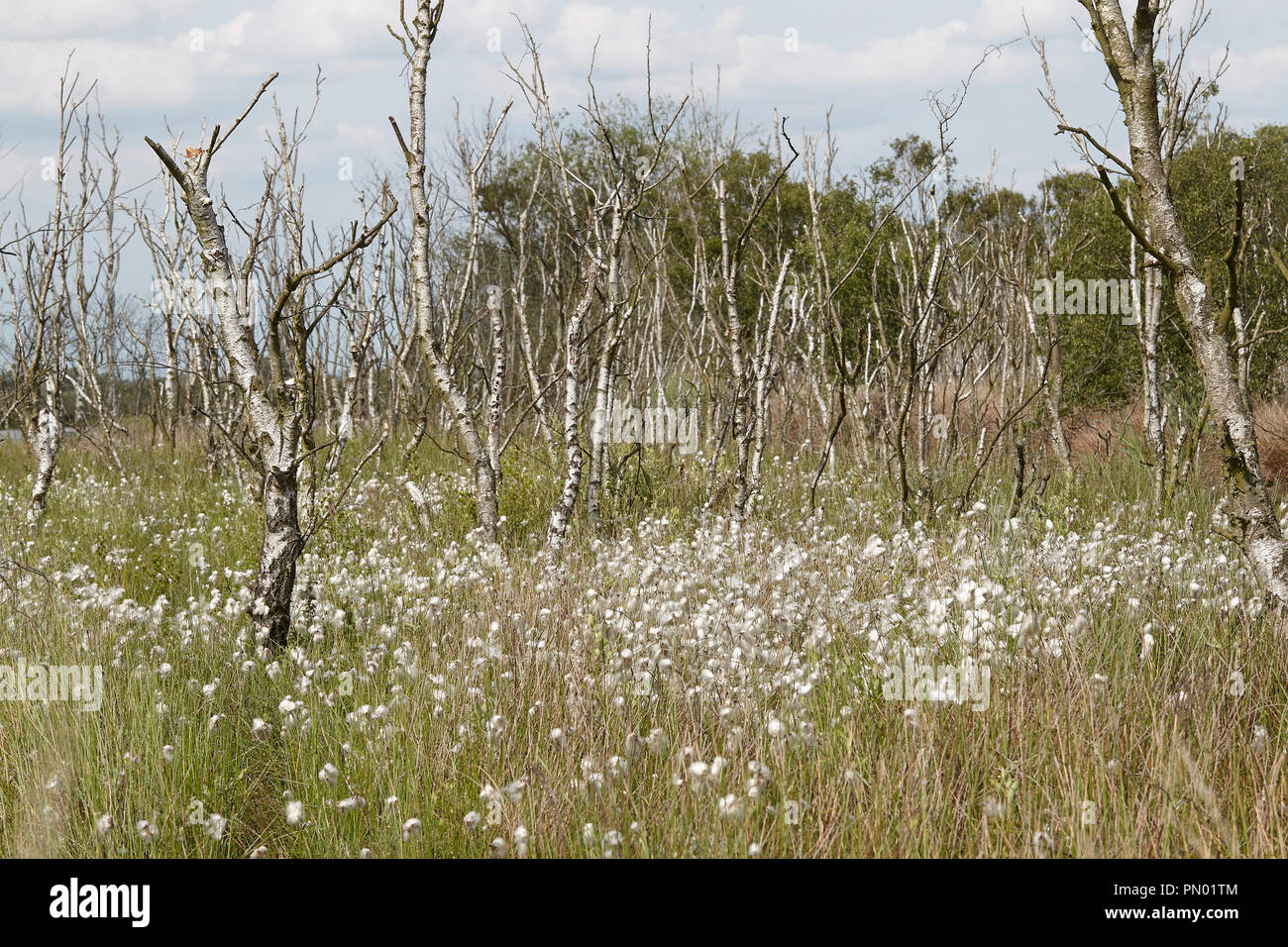 Common cottongrass, Eriophorum angustifolium, and Sphagnum bog Crowle ...