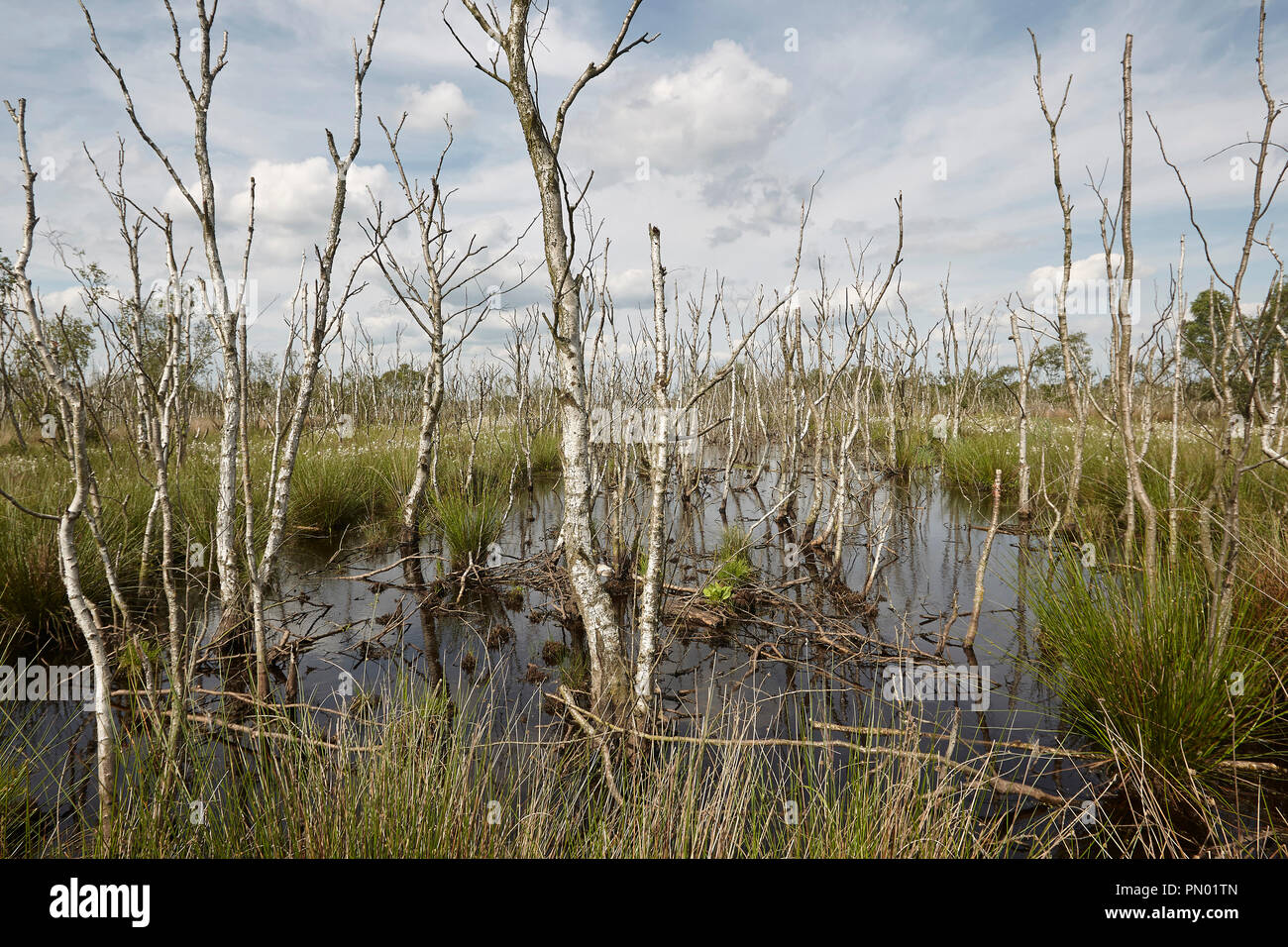 Dead silver birch trees, Common cottongrass, Eriophorum angustifolium ...