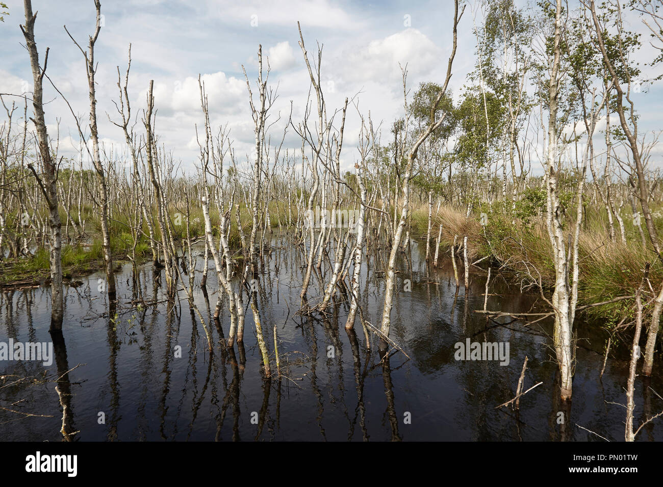 Dead silver birch trees, Common cottongrass, Eriophorum angustifolium ...