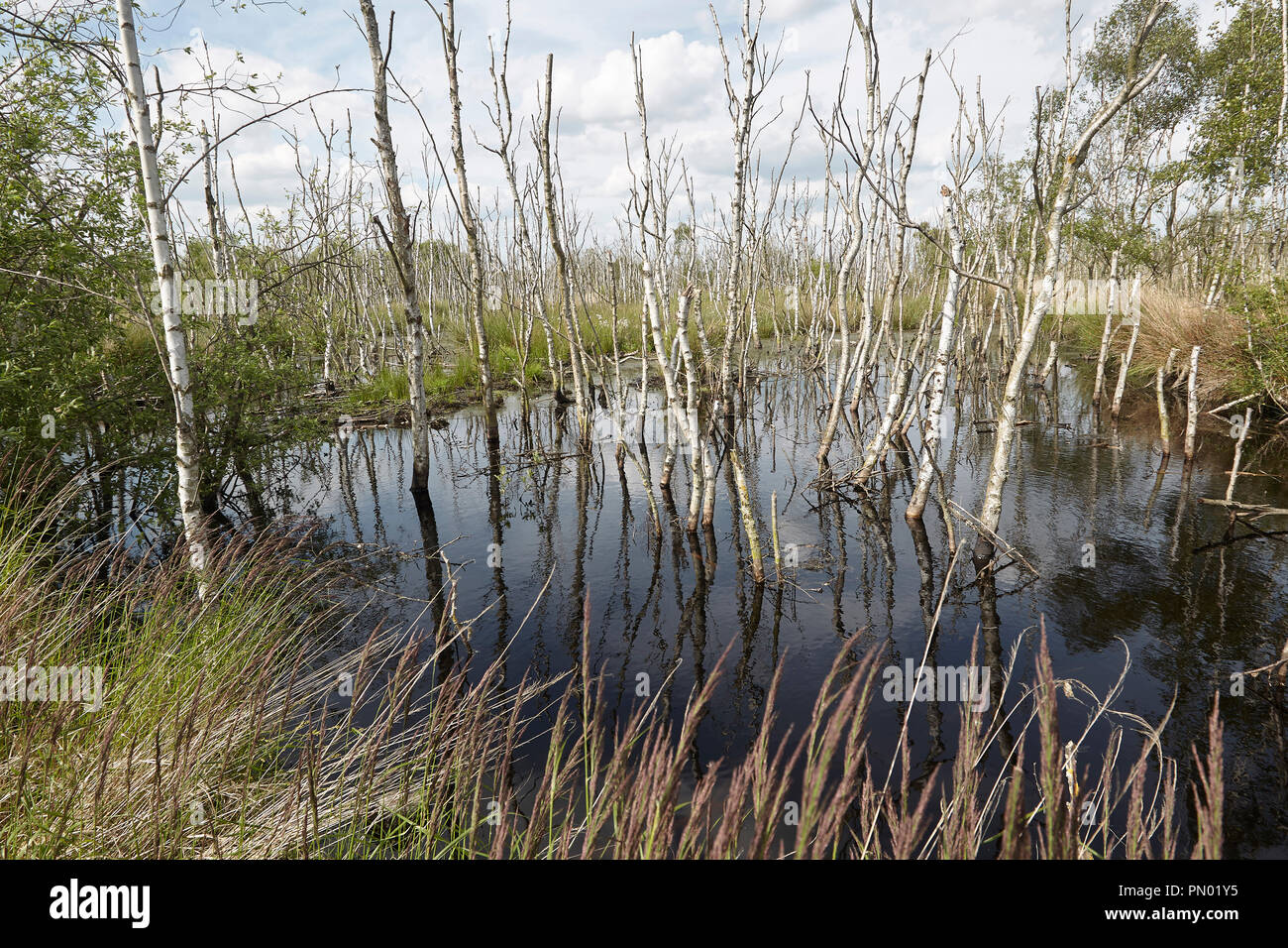 Dead silver birch trees, Common cottongrass, Eriophorum angustifolium ...