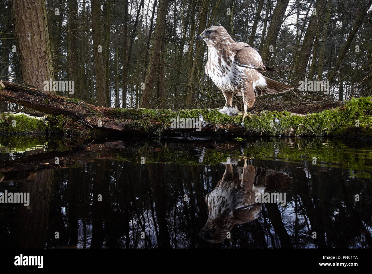 Buzzard in trap hi-res stock photography and images - Alamy