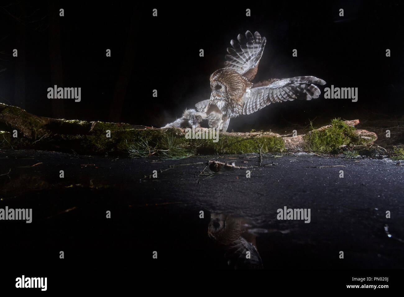Tawny Owl, Strix aluco, landing next to a dead rabbit, photograhed ...