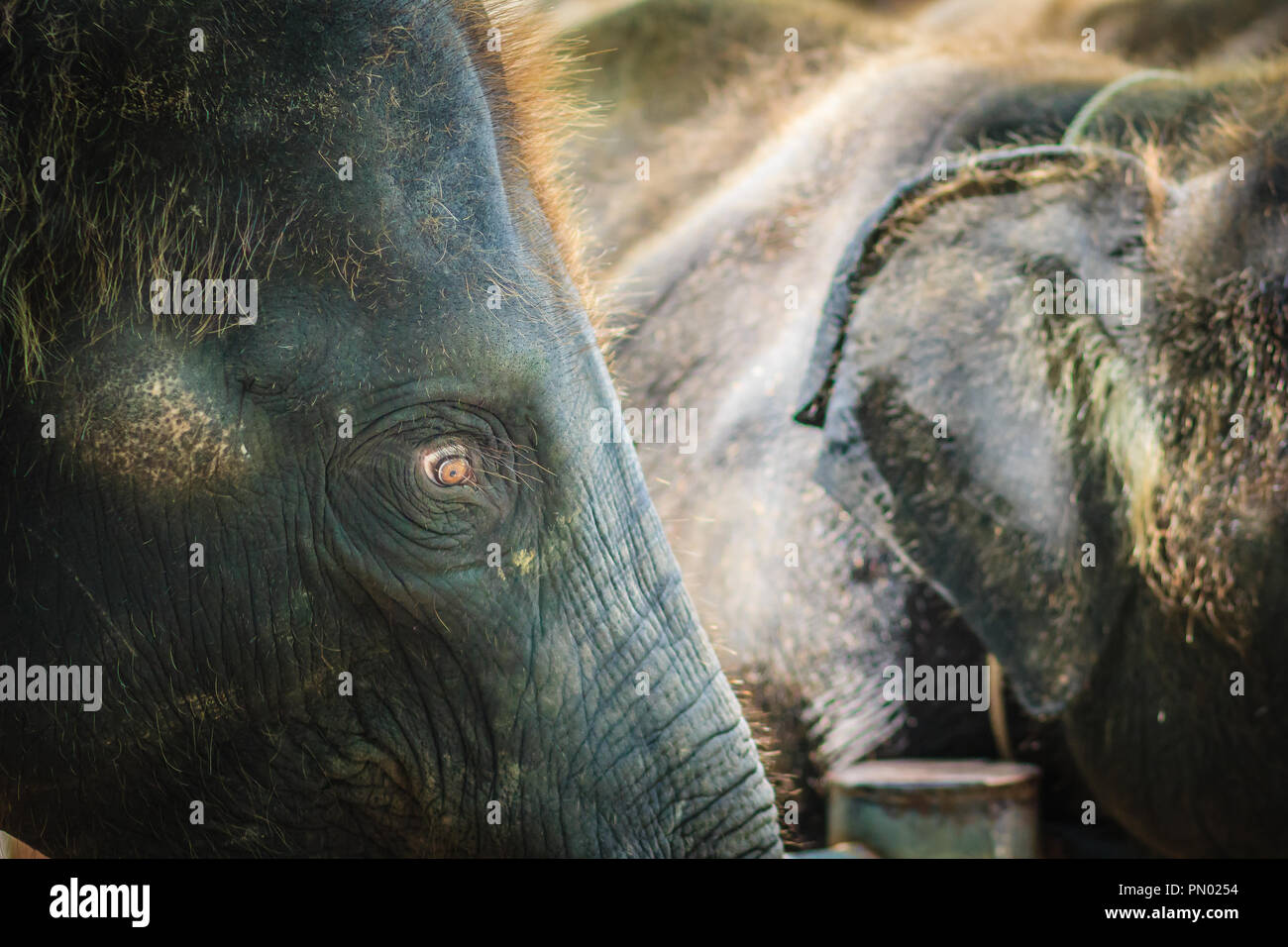 Old and skinny elephant is chained and look very pitiful Stock Photo ...