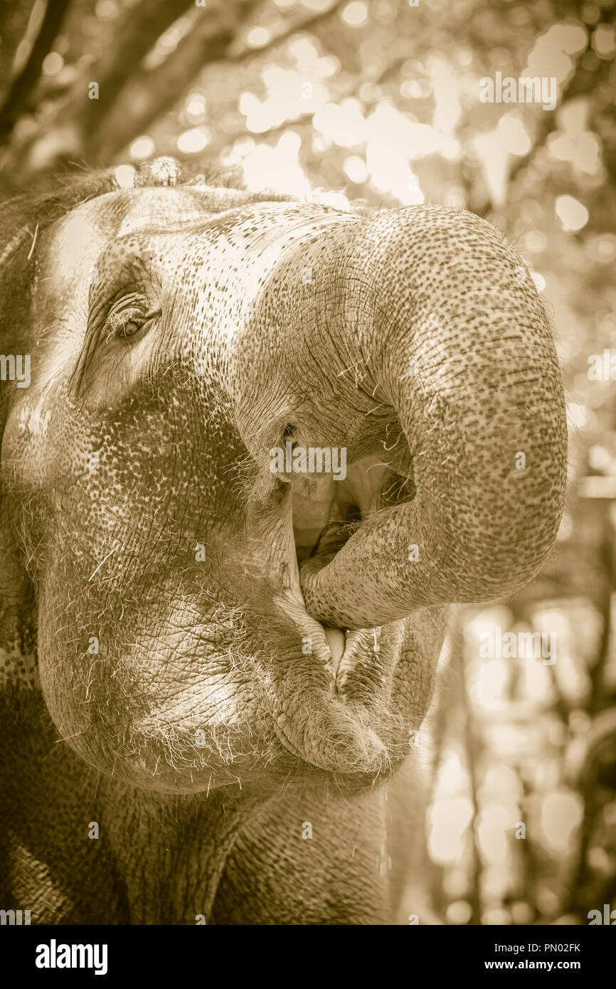 Elephant putting food into it's mouth with it's trunk. Elephant ...