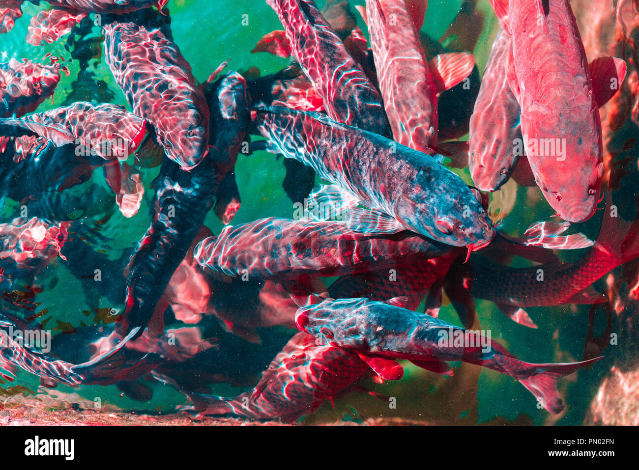 In the ocean, fish swim Stock Photo - Alamy