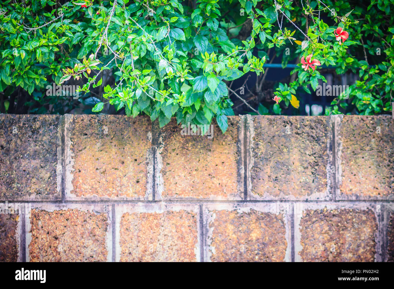 Old red laterite wall with natural green leaves frame. Green floral ...