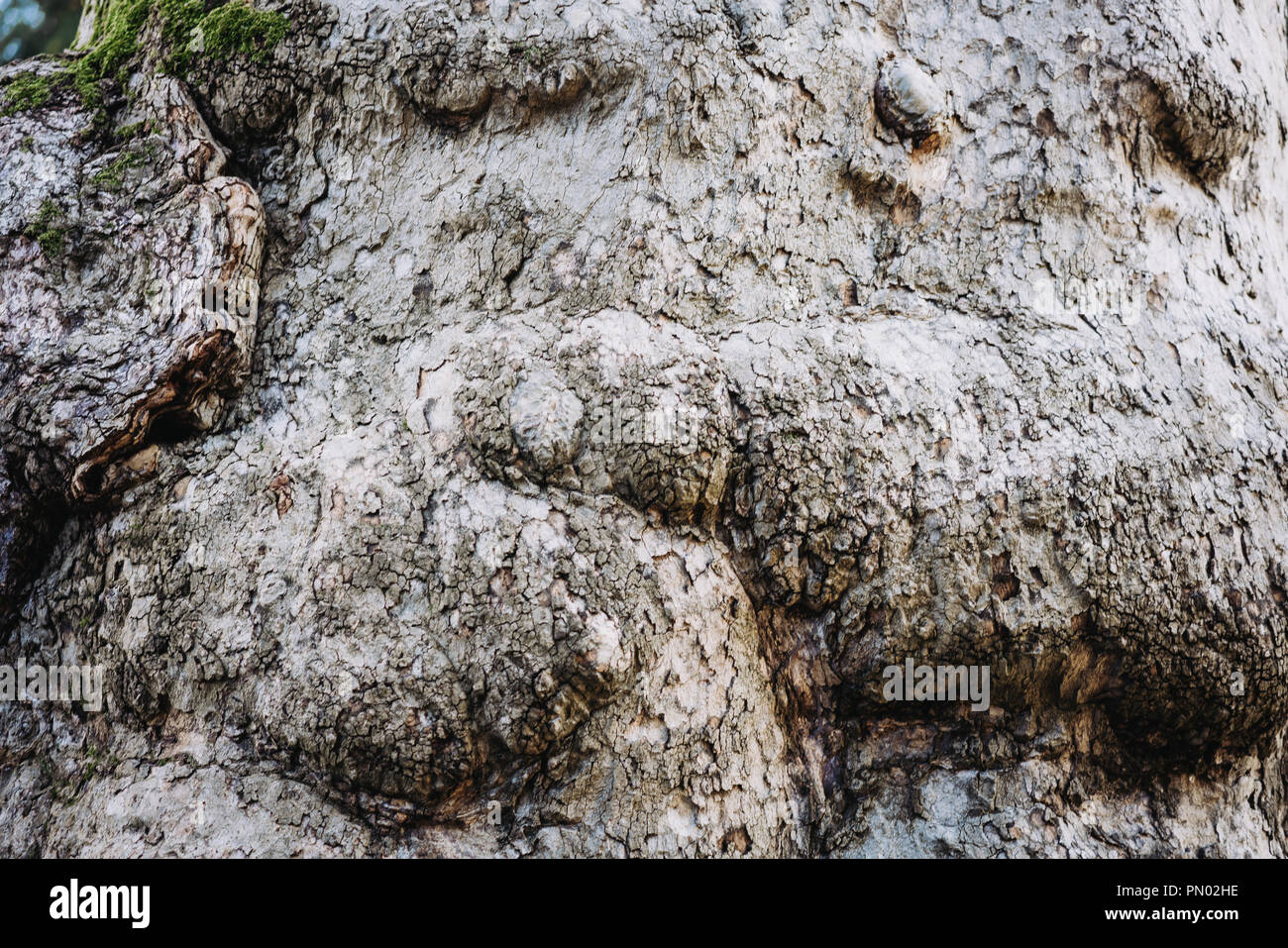 Bark of the old tree from a close angle Stock Photo - Alamy