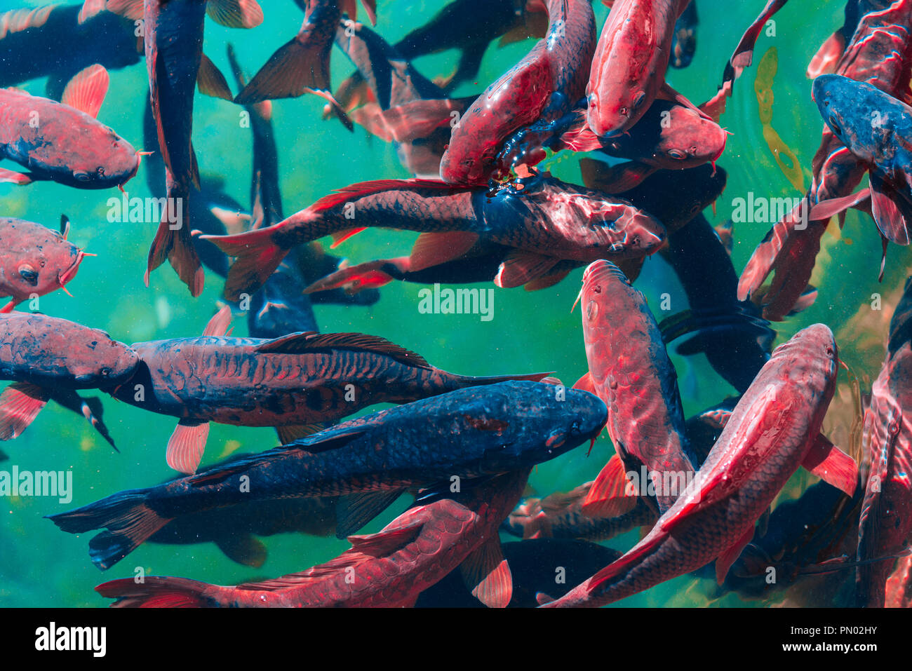 In the ocean, fish swim Stock Photo - Alamy