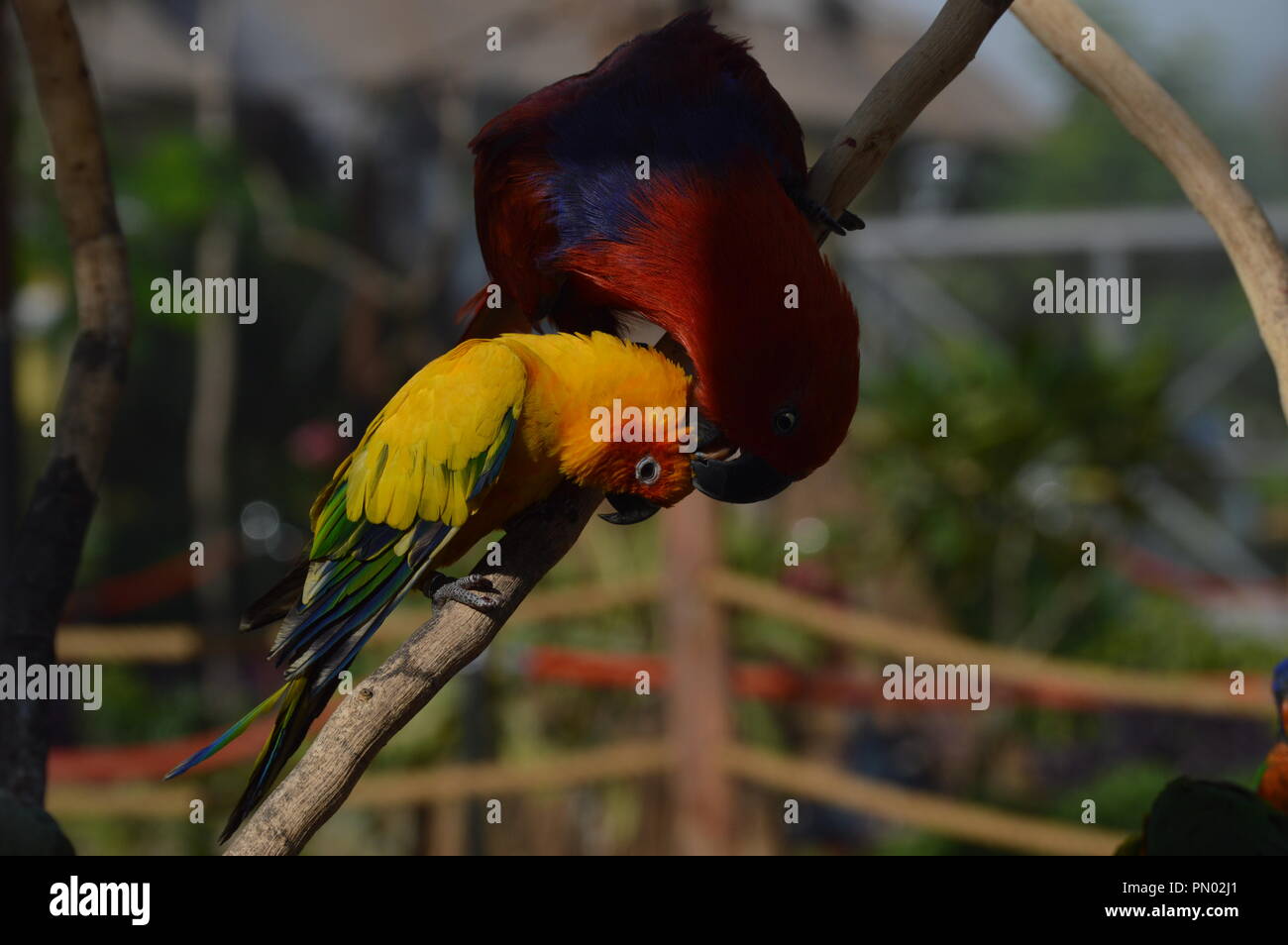 Two birds resting on a tree. Two birds caring for each other Stock ...