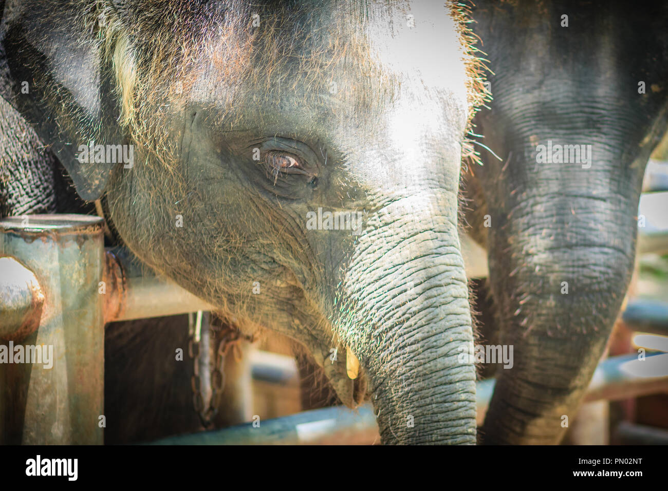 Bored elephant hi-res stock photography and images - Alamy