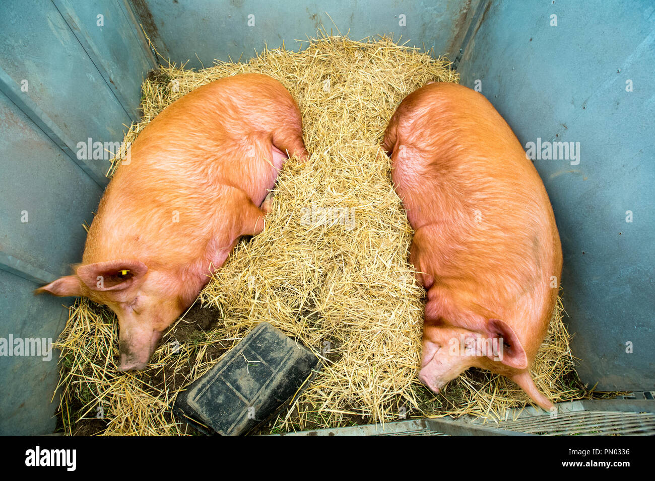 Pigs at the Westmorland County Show, near Kendal, Cumbria, UK Stock ...
