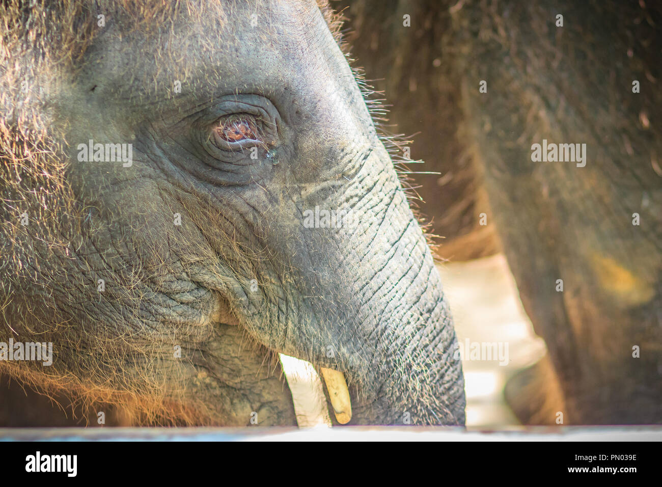 Young elephant is chained and it eye with tears look so pitiful Stock Photo - Alamy