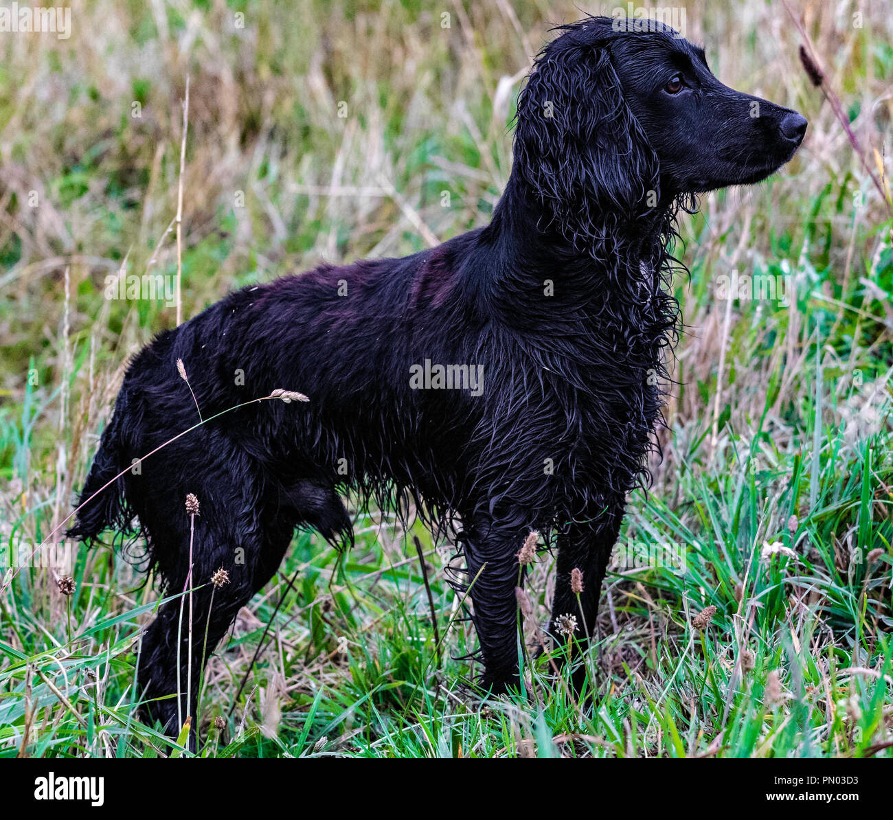 Curly shepherd dog hi-res stock photography and images - Alamy