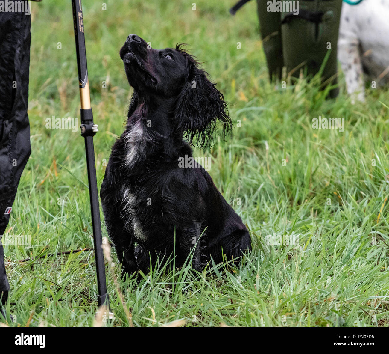 Springer spaniel shooting water hi-res stock photography and images - Alamy