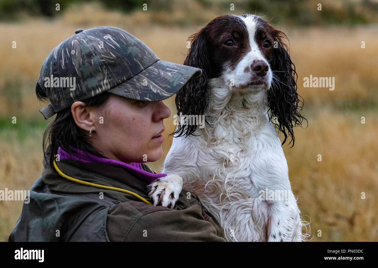 Working springer spaniel puppy hi-res stock photography and images - Alamy