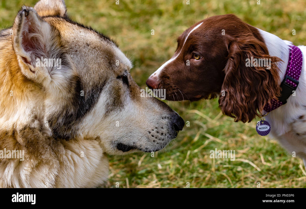Springer and Cocker Spaniels at play.....working gundogs enjoying down ...
