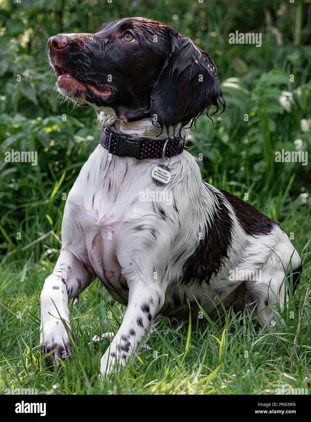 Springer and Cocker Spaniels at play.....working gundogs enjoying down ...