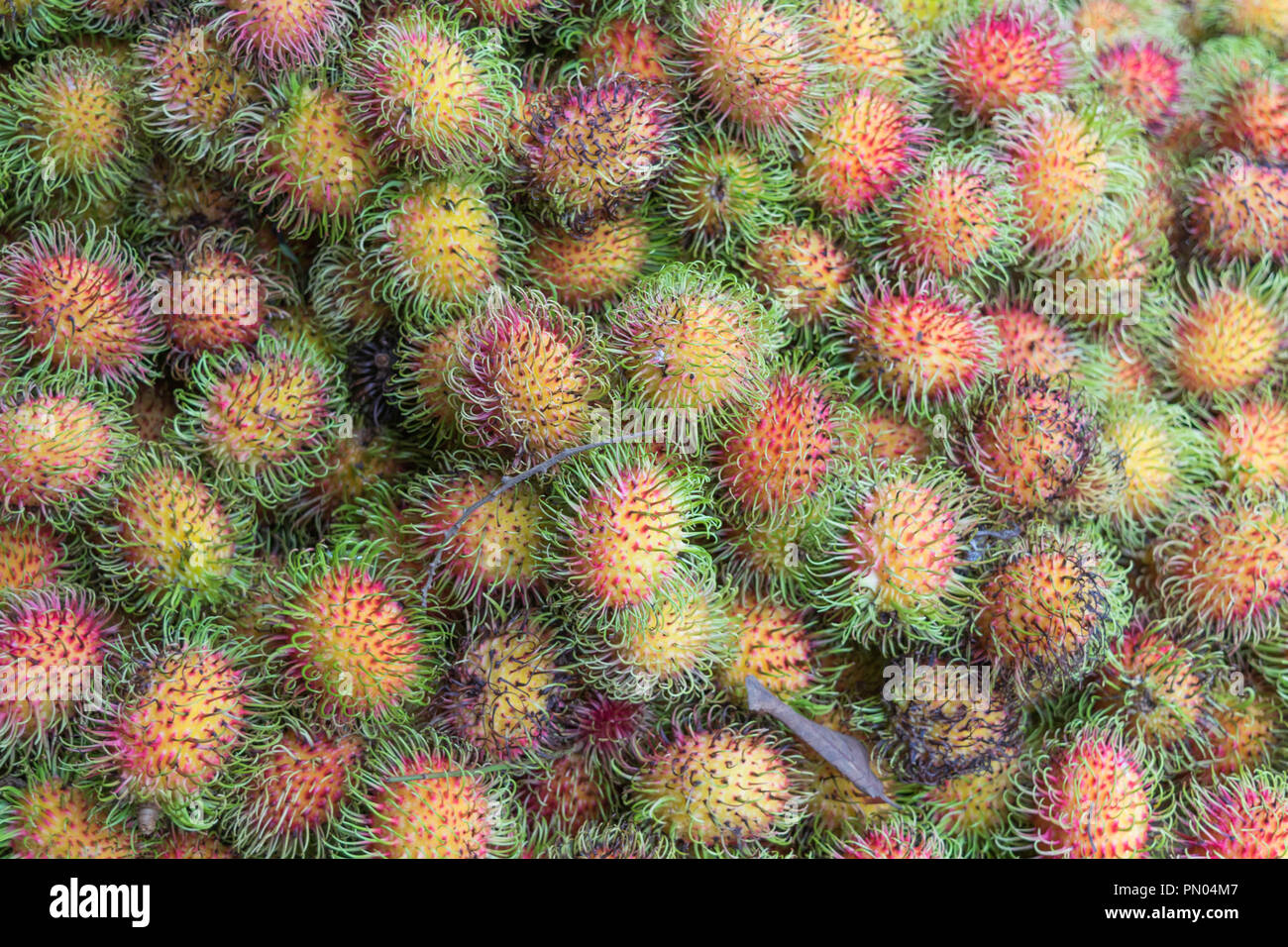 Shot rambutan fruit hi-res stock photography and images - Alamy