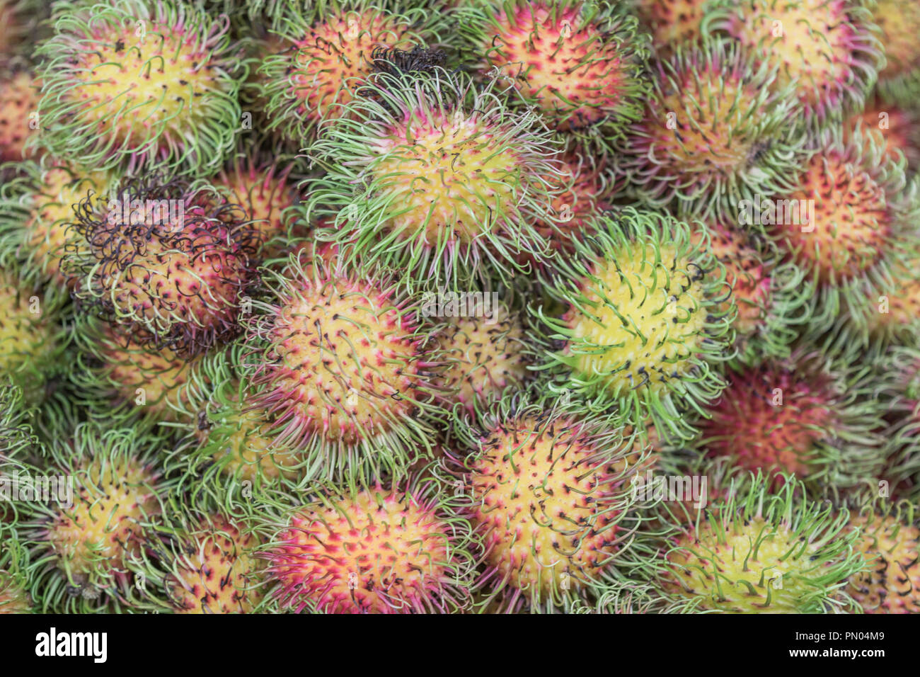 Shot rambutan fruit hi-res stock photography and images - Alamy