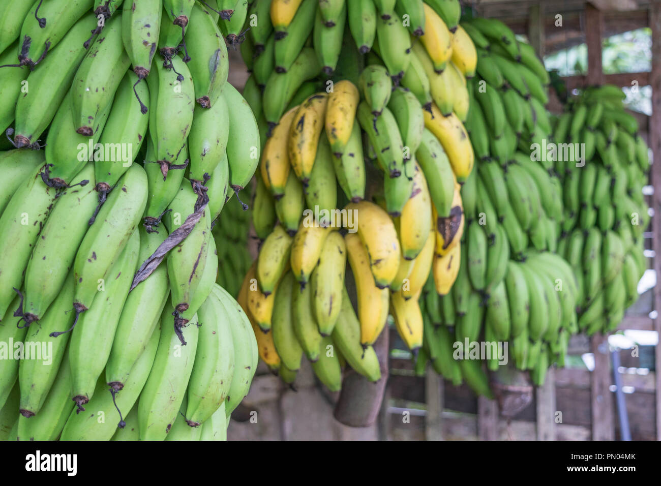 Banana bunches hanging hi-res stock photography and images - Alamy